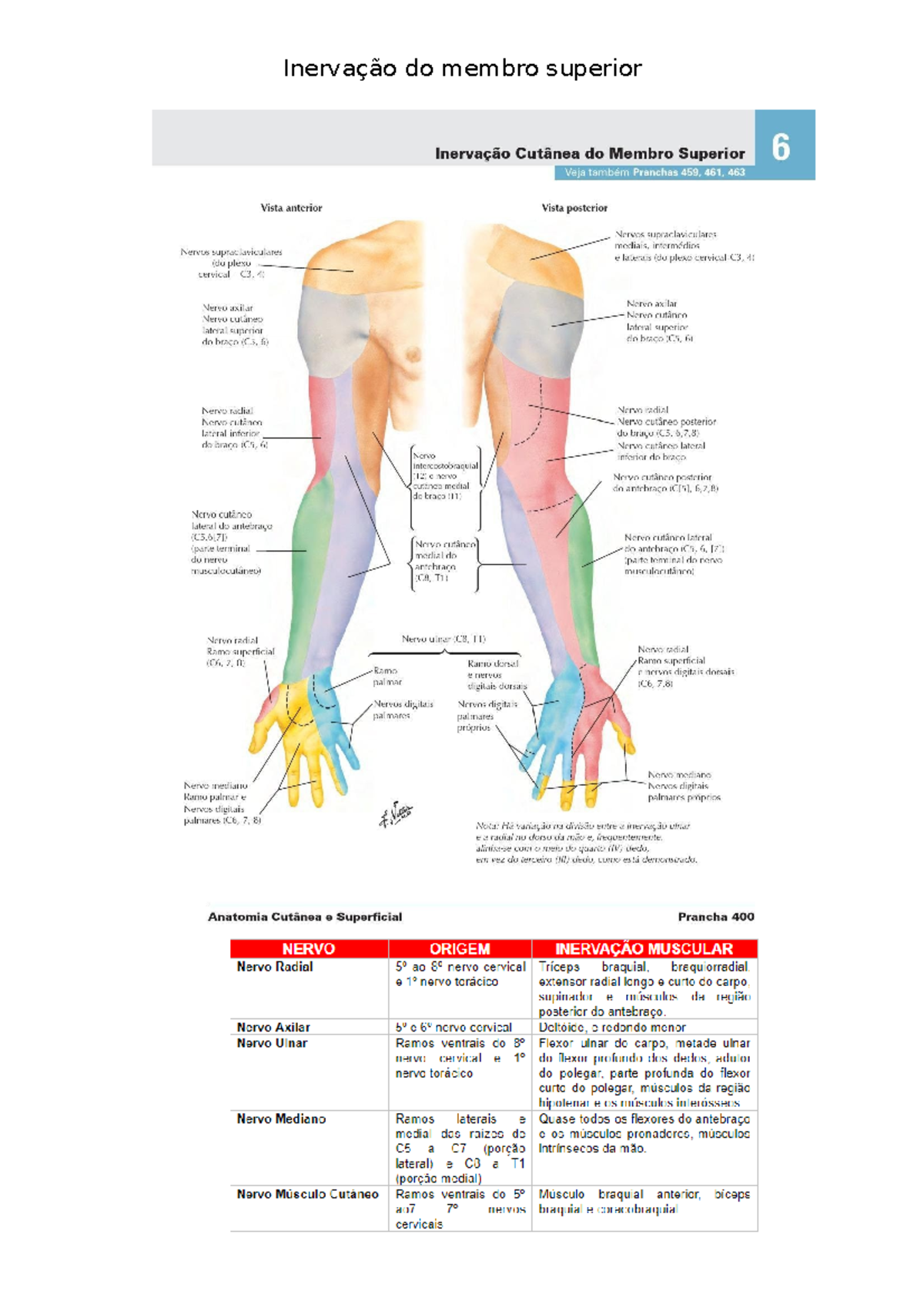 Inervação ms - ........................................... - Medicina ...