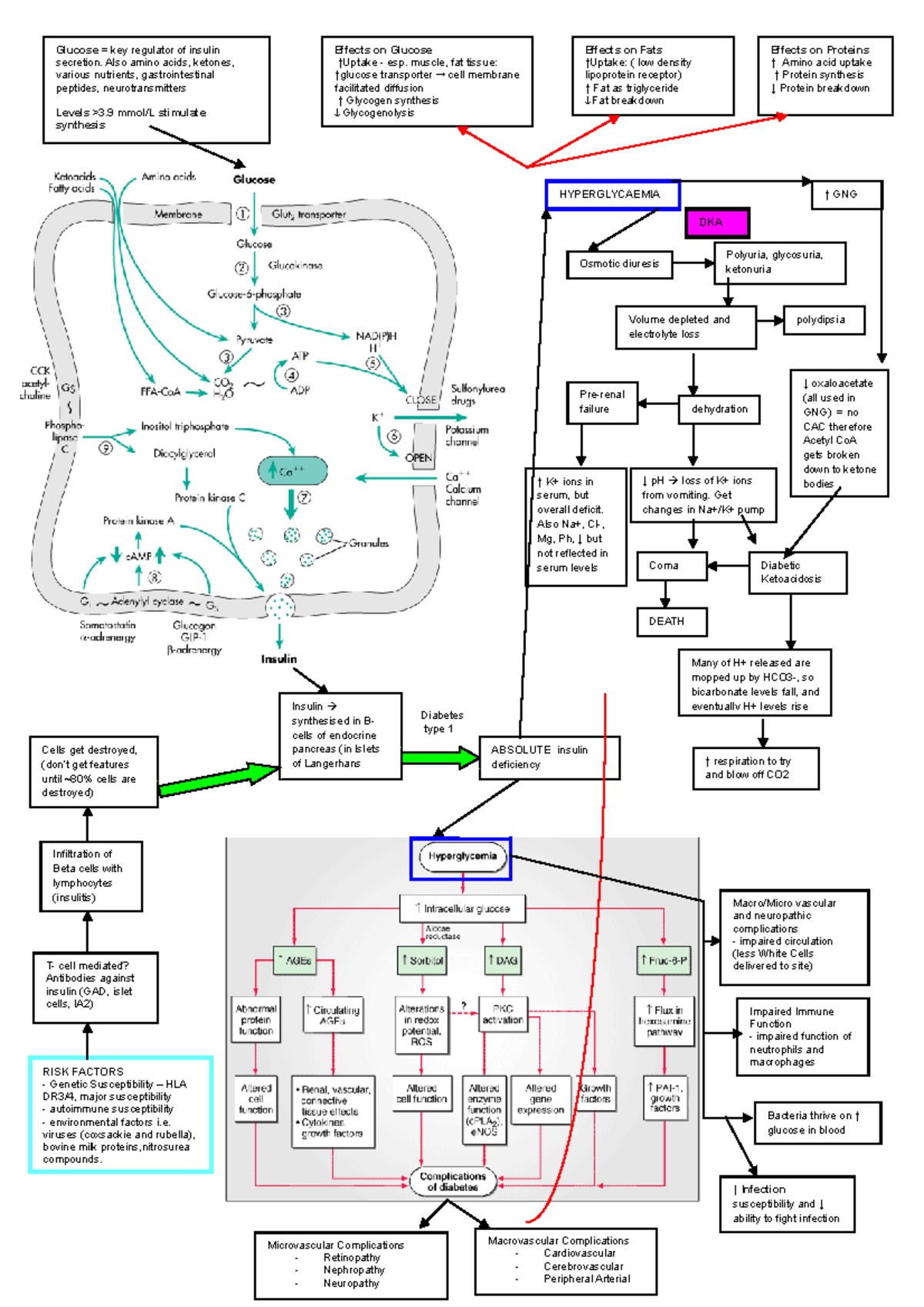 Diabetes mechanism - Lecture notes - Diabetes type 1 Glucose = key ...