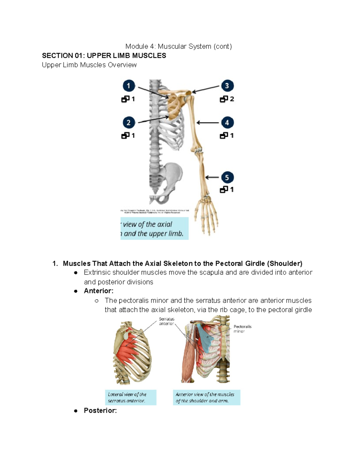 Module 4 Muscular System (cont) - Module 4: Muscular System (cont ...
