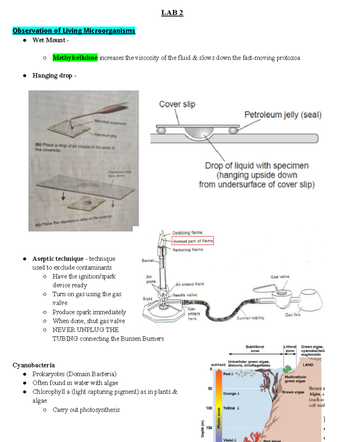 LAB Practicum 2 and 3 notes - LAB 2 Observation of Living ...