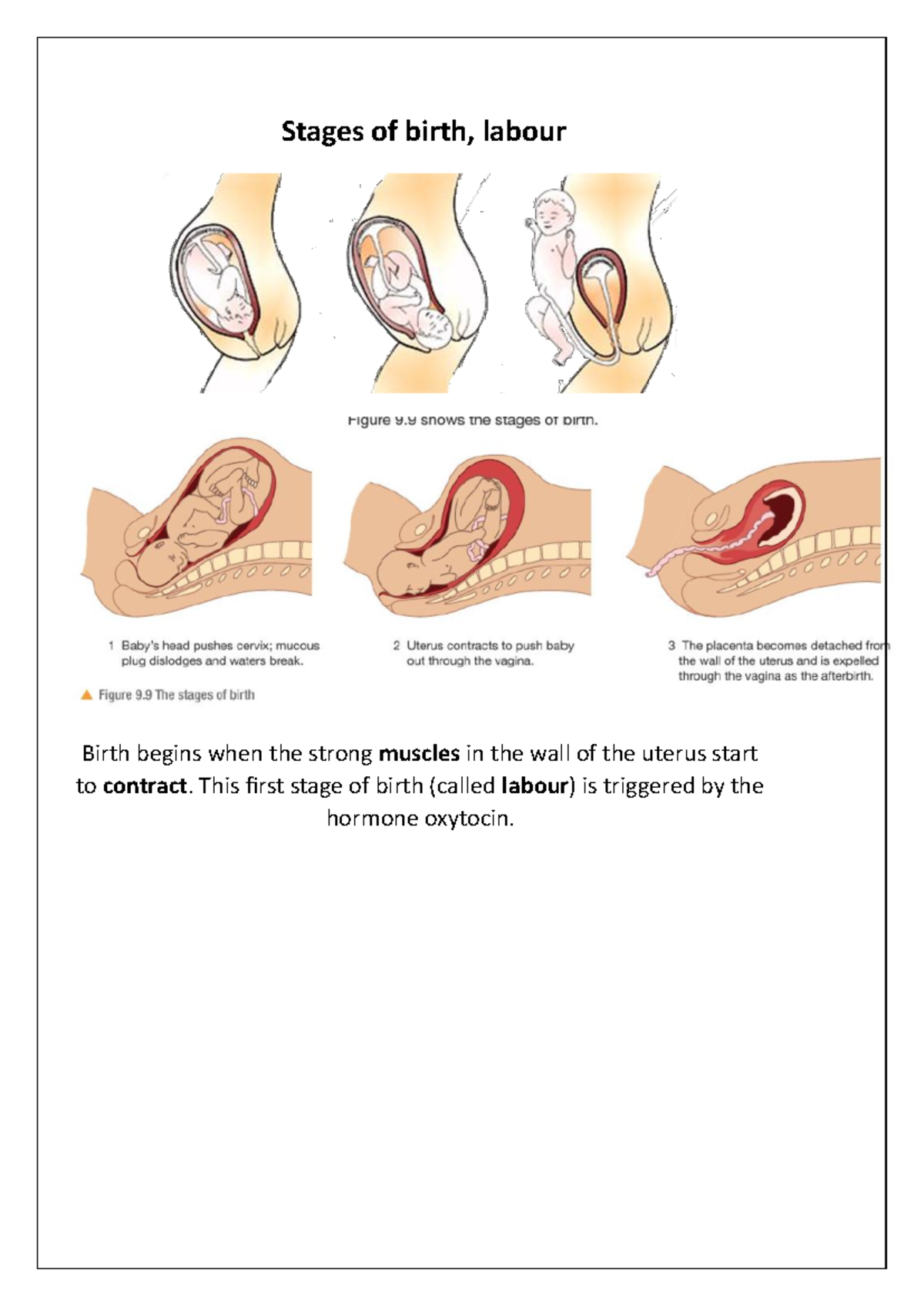 Stages of birth - This first stage of birth (called labour) is ...