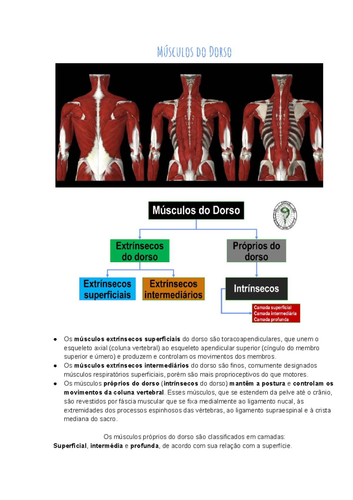 Músculos do Dorso - Músculos do Dorso Os músculos extrínsecos ...