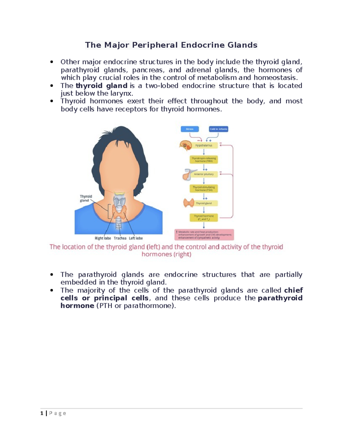 The Major Peripheral Endocrine Glands - The thyroid gland is a two ...