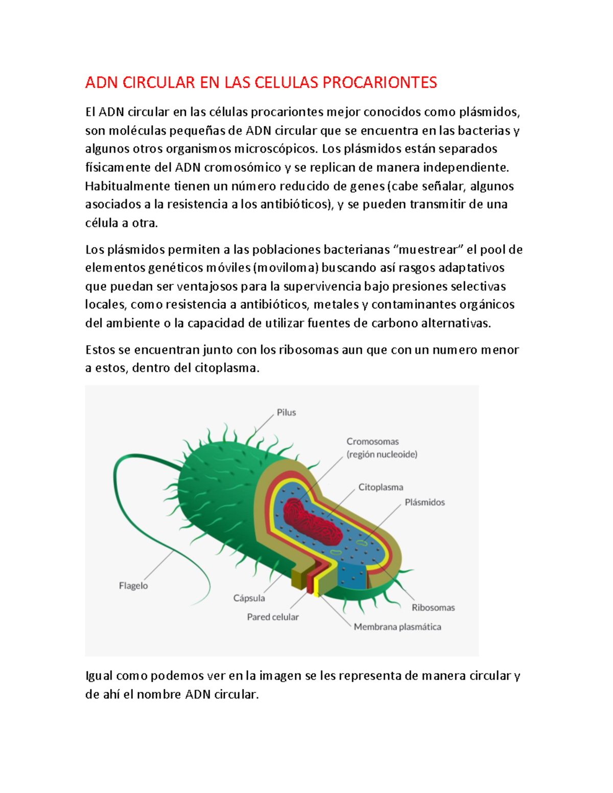 ADN Circular EN LAS Celulas Procariontes - ADN CIRCULAR EN LAS CELULAS ...