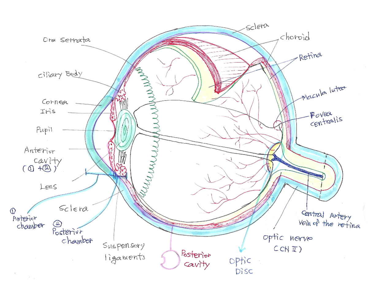 Drew Eye and Ear - sclera Ora Serrata choroid Retina ciliary Body ...