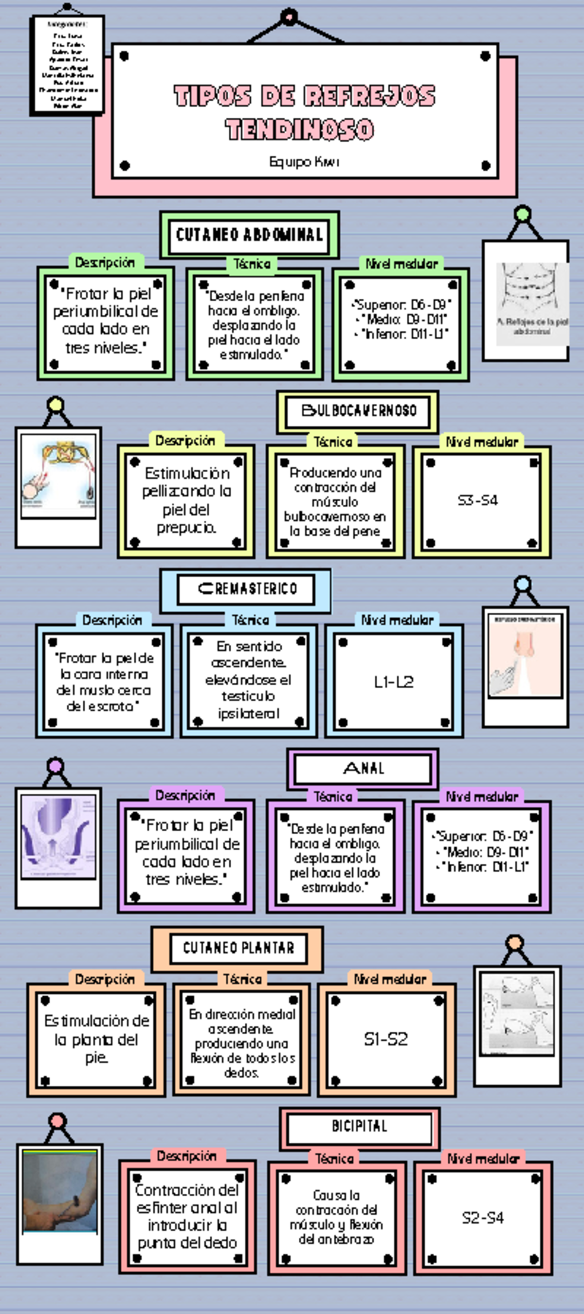 Infografía de prope - pequeña ayuda - Cremasterico Bulbocavernoso ...