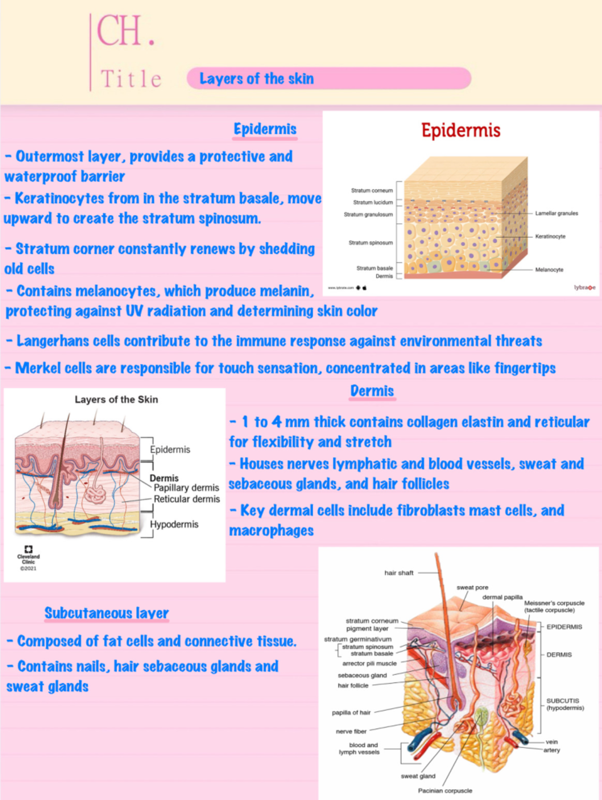 Layers of the skin - Notes - CH Title Layers of the skin Epidermis ...