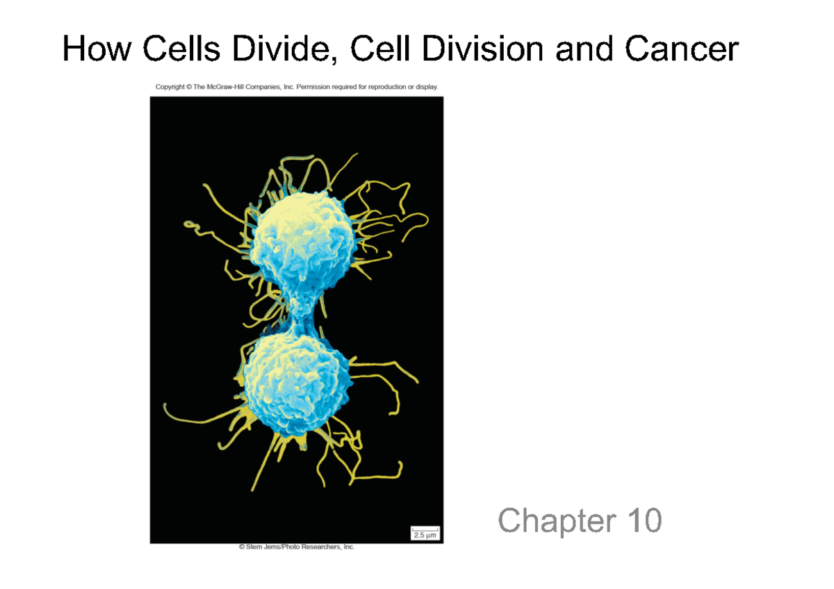 Lecture 9 How cells divide Mitosis and the cell division cycle copy ...