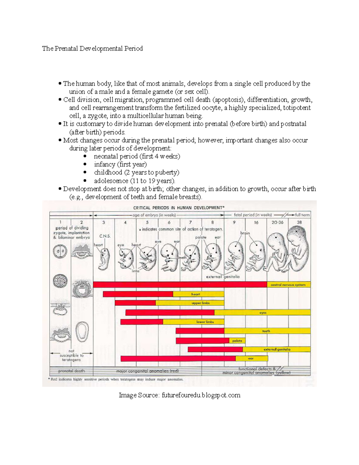 The Prenatal Developmental Period - Cell division, cell migration ...