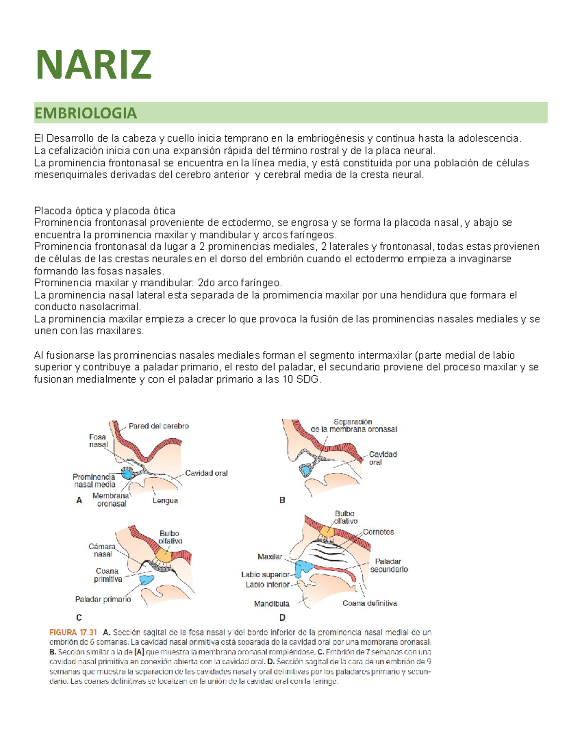 Nariz - RESUMEN BREVE DE LA EMBRIOLOGIA, ANATOMIA, FISIOLOGIA E ...