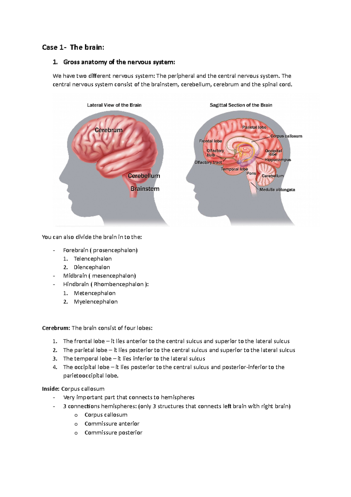 Case 1 The Brain - Succes ermee - Case 1- The brain: 1. Gross anatomy ...