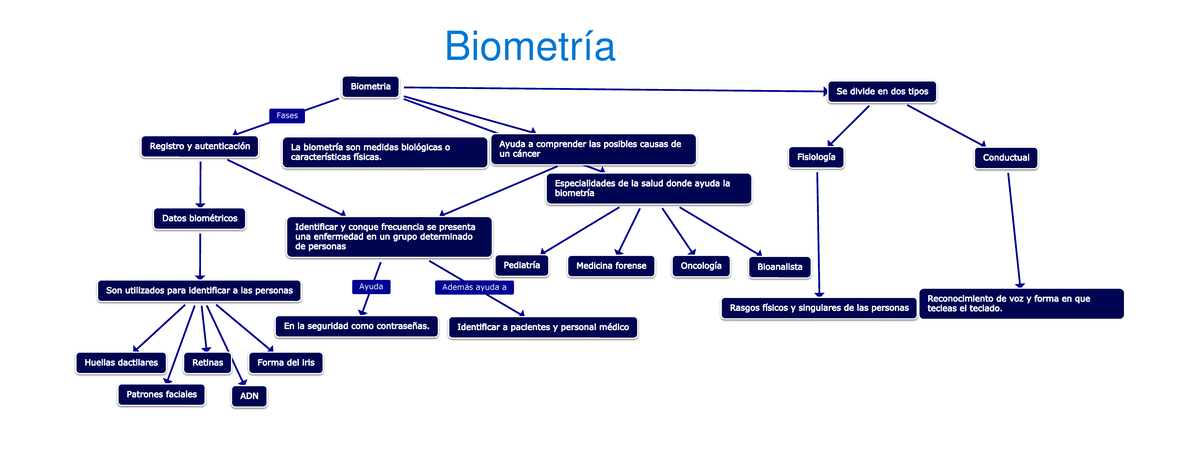 Mapa conceptual Biometria - Fases Ayuda Además ayuda a Biometria ...