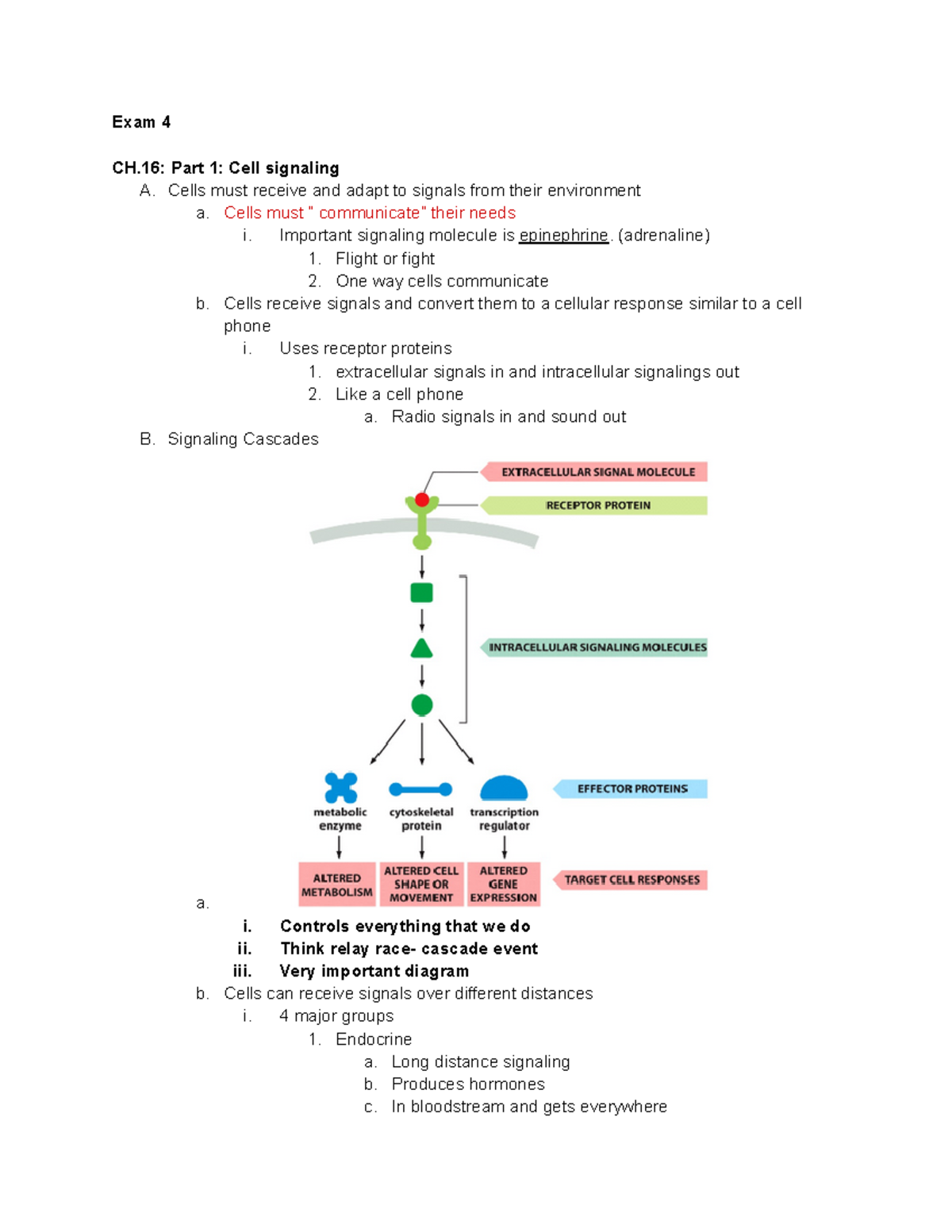 Cell Bio Exam 4 - notes for exam 4 - Exam 4 CH: Part 1: Cell signaling ...