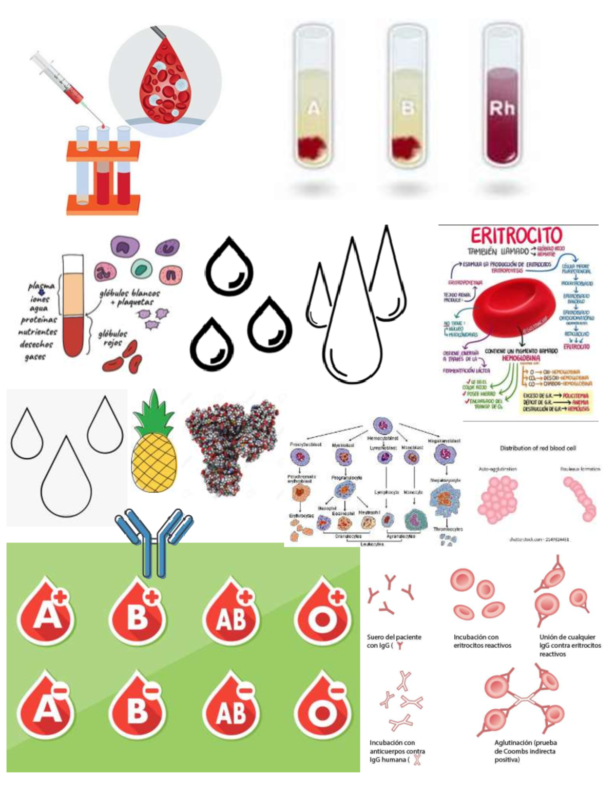 Pruebas Cruzadas - A B Rh ERITROCITO TAMBIEN UAMADO SIDBOLO KOOD ...