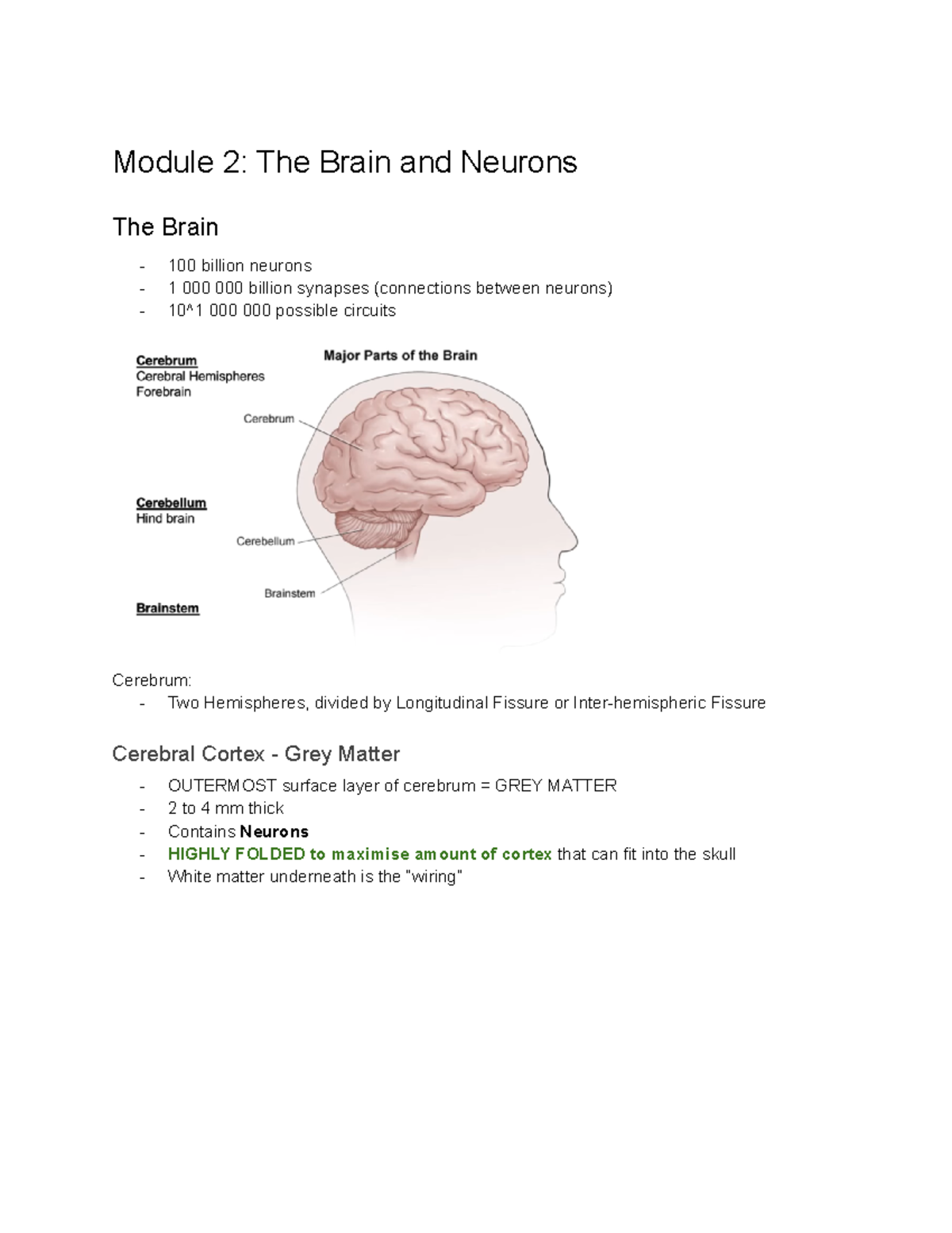 Module 2 The Brain and Neurons - Module 2: The Brain and Neurons The ...