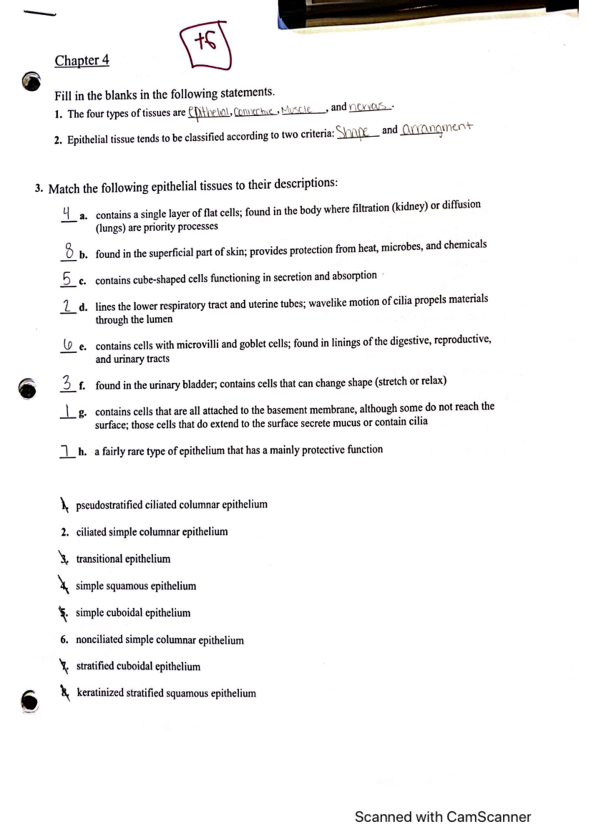 Chapter 4 Review Sheets - BIOL 141 - Studocu