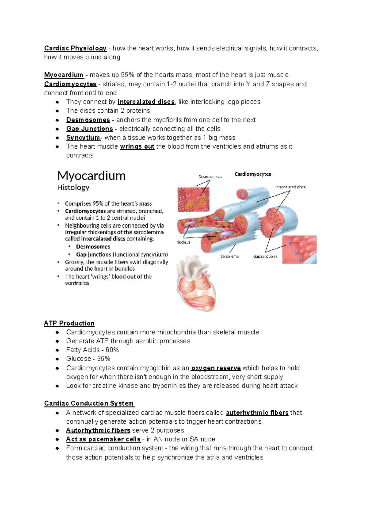 Anatomy - WEEK 2 - Cardiac Physiology - Cardiac Physiology - how the ...
