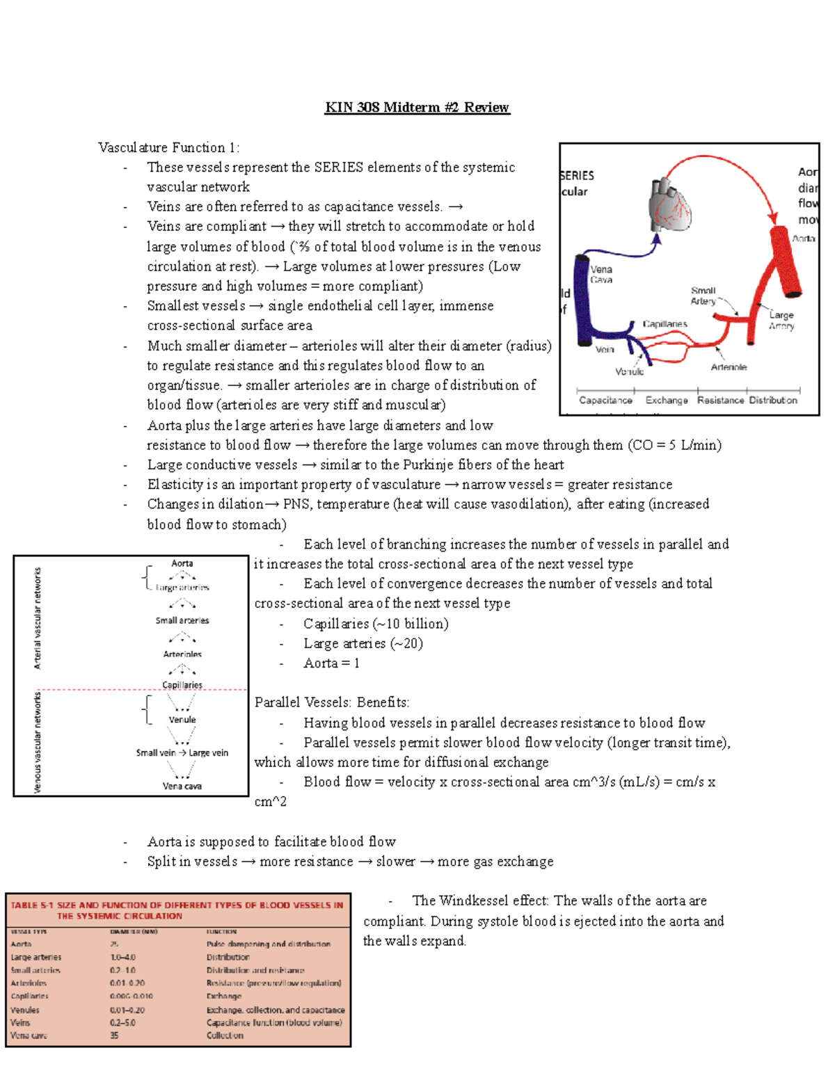 KIN 308 Midterm #2 Review - KIN 308 Midterm #2 Review Vasculature ...
