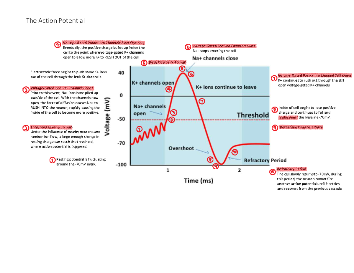 The Action Potential Visual - Resting potential is fluctuating around ...