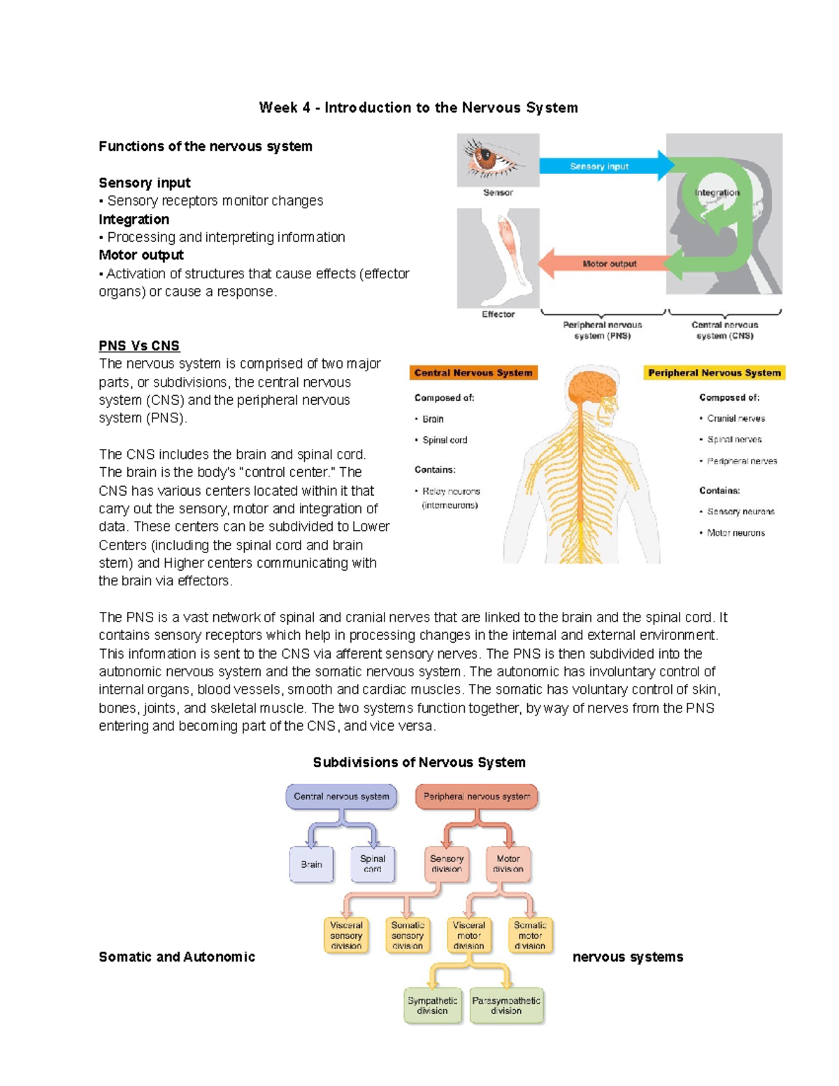 Week 4 - Introduction to the Nervous System - PNS Vs CNS The nervous ...