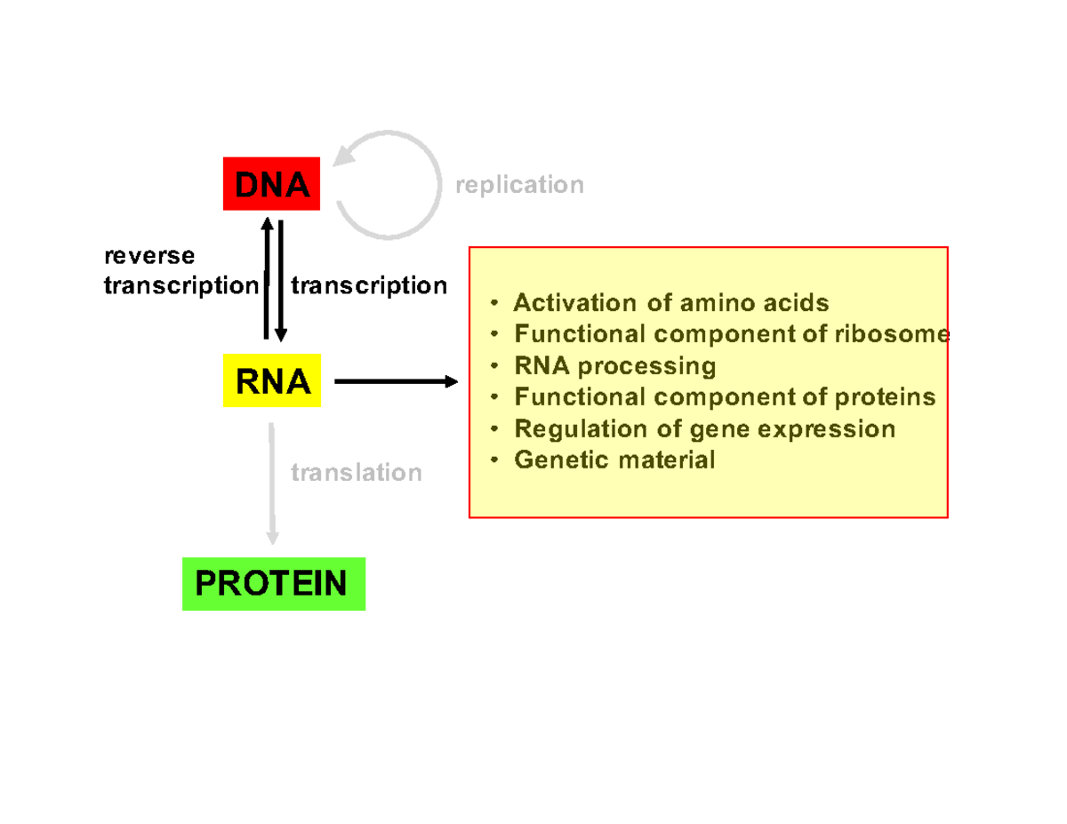 CHE 424 Transcription Slides for Class - DNA replication transcription ...