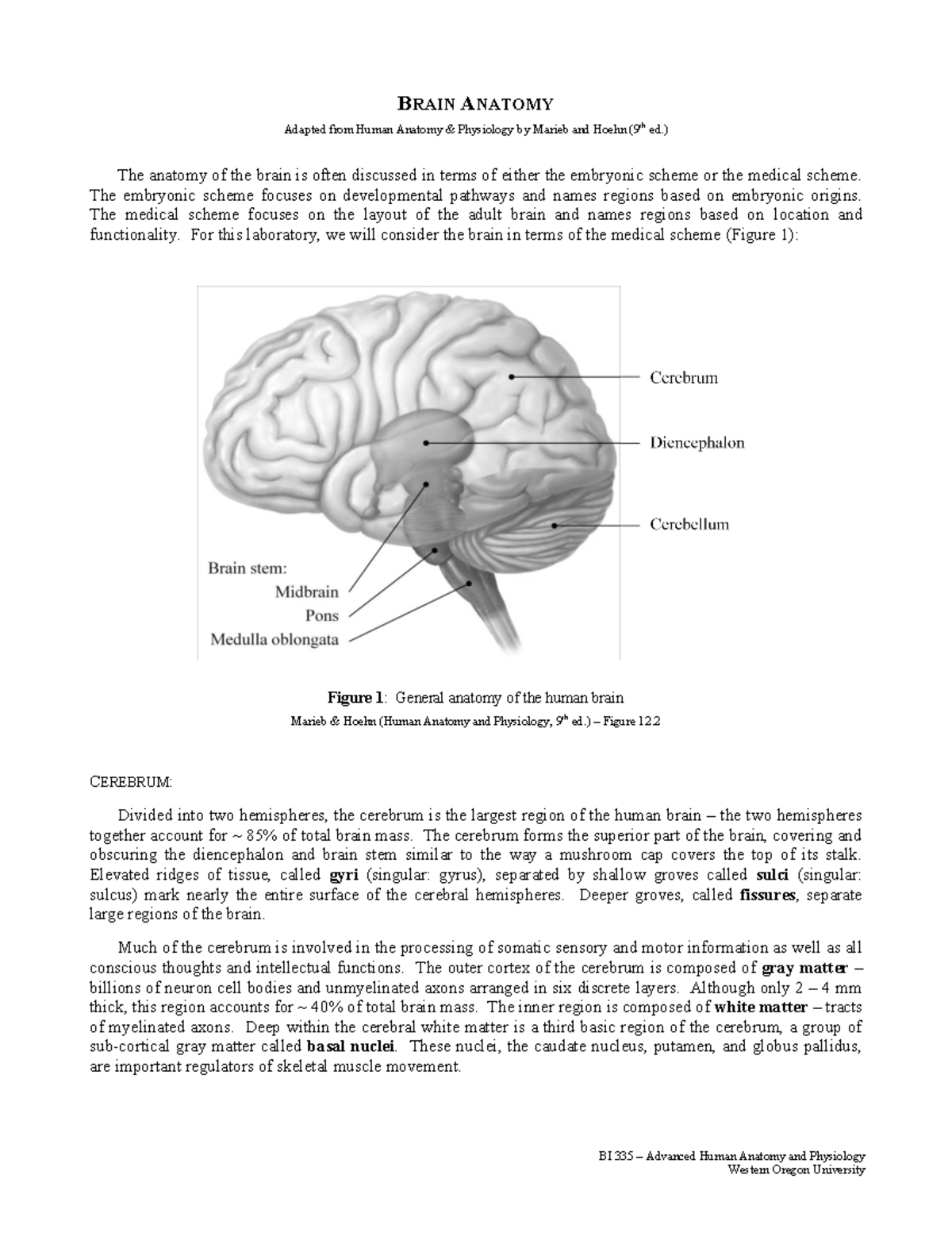 Laboratory 01 - Brain Anatomy - BI 335 – Advanced Human Anatomy and ...