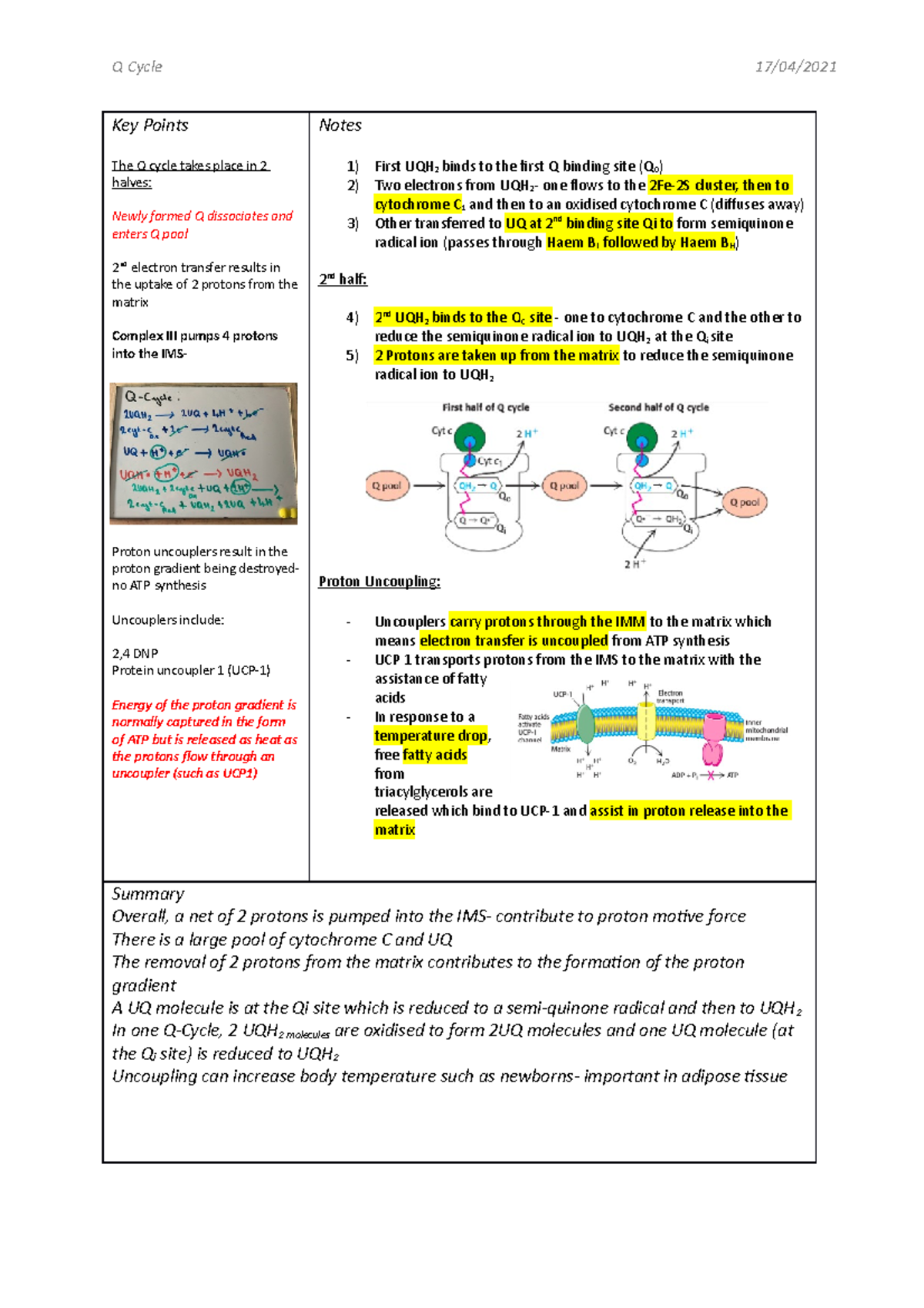 Q Cycle + Uncouplers - Q Cycle 17/04/ Key Points The Q cycle takes ...
