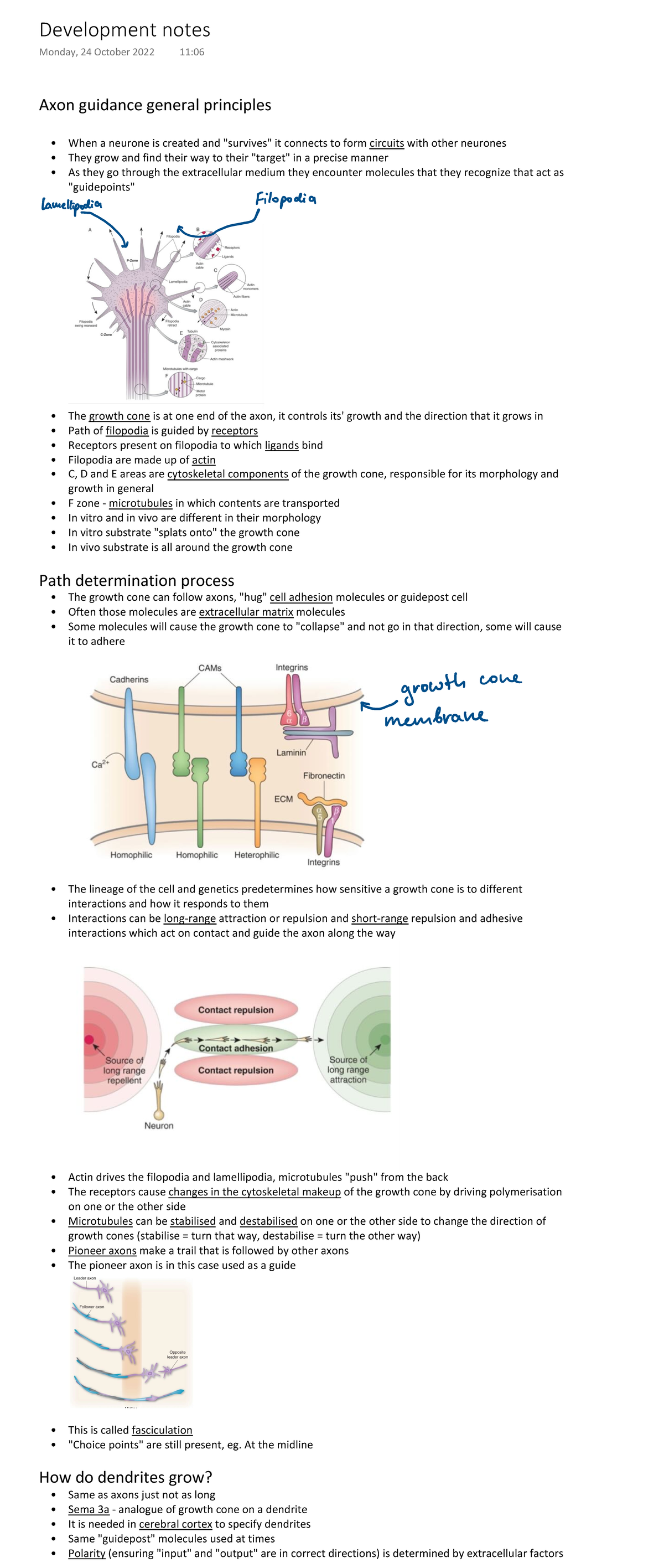Development notes - Axon guidance general principles When a neurone is ...