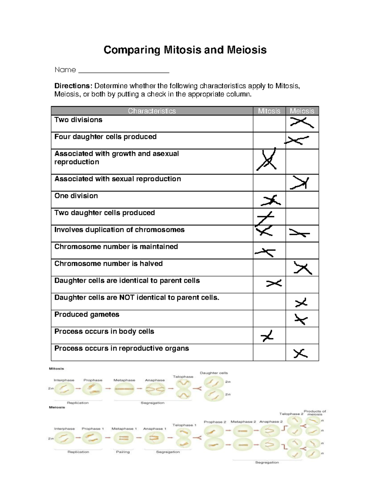 Kami Export - Comparing Mitosis and Meiosis Worksheet - Comparing ...