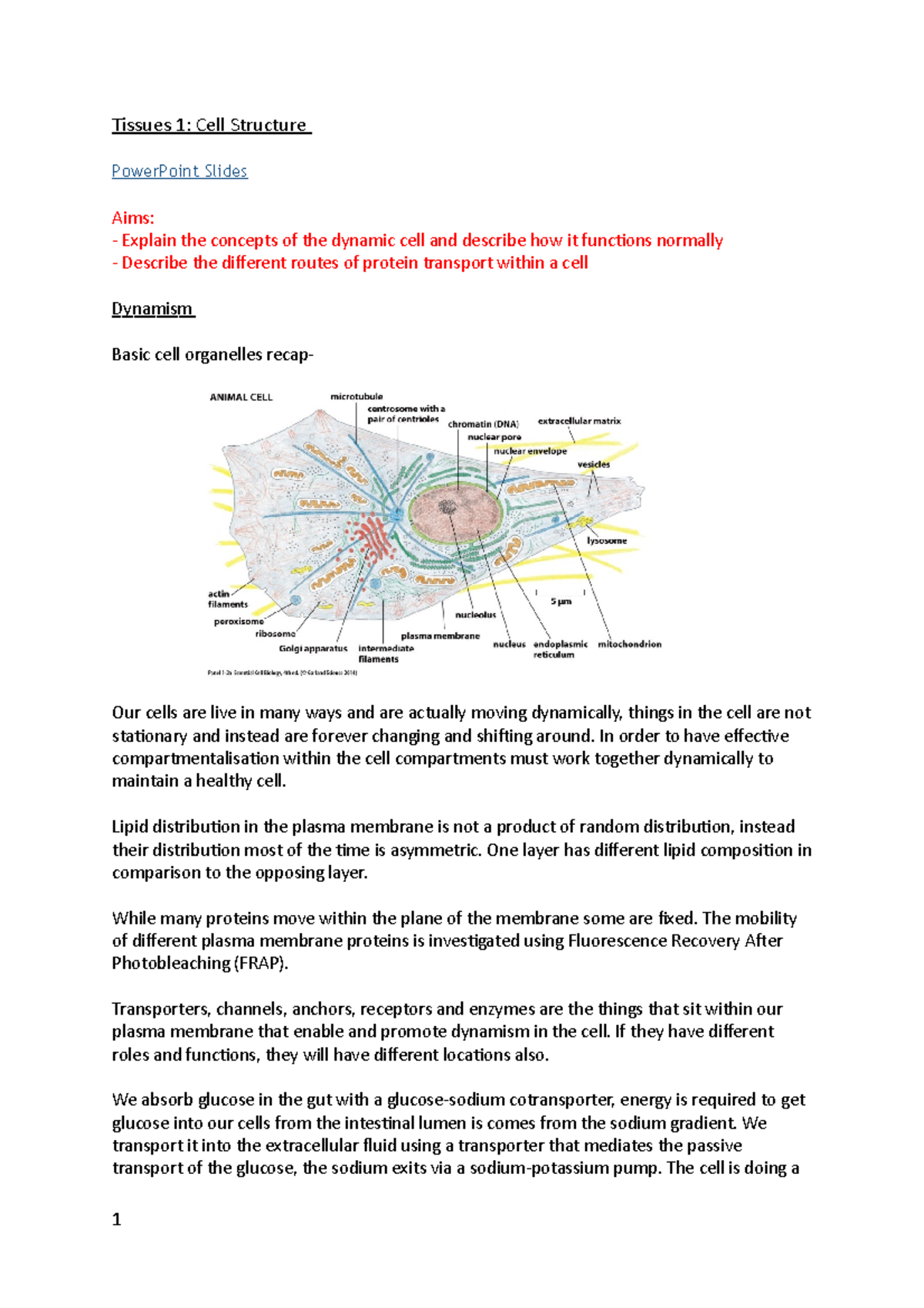 Human Biology Block 2-9 Notes - Tissues 1: Cell Structure PowerPoint ...