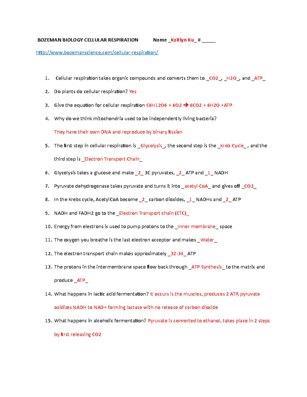 bozeman-biology-cellular-respiration-bozeman-biology-cellular