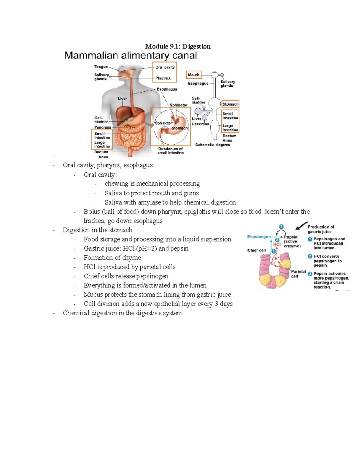 Module 9 Notes (Digestion Excretion) - Module 9: Digestion - Oral ...