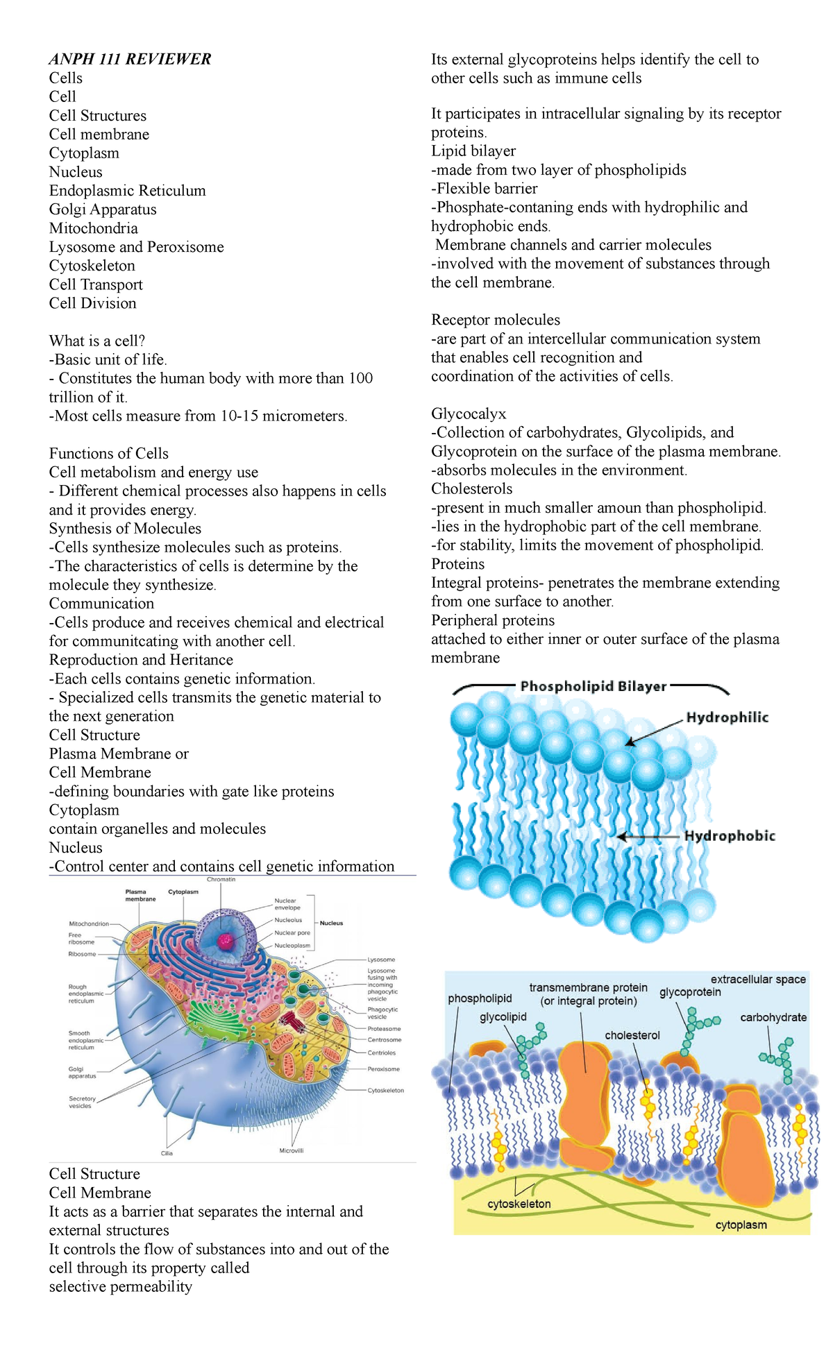 ANPH 111 Reviewer - ANPH 111 REVIEWER Cells Cell Cell Structures Cell ...