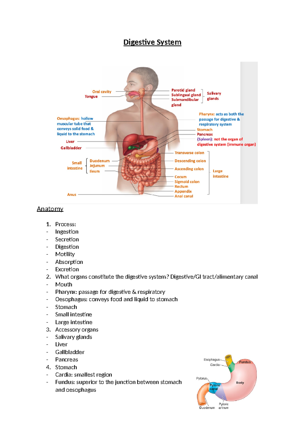 Digestive System notes - Digestive System Anatomy Process: Ingestion ...