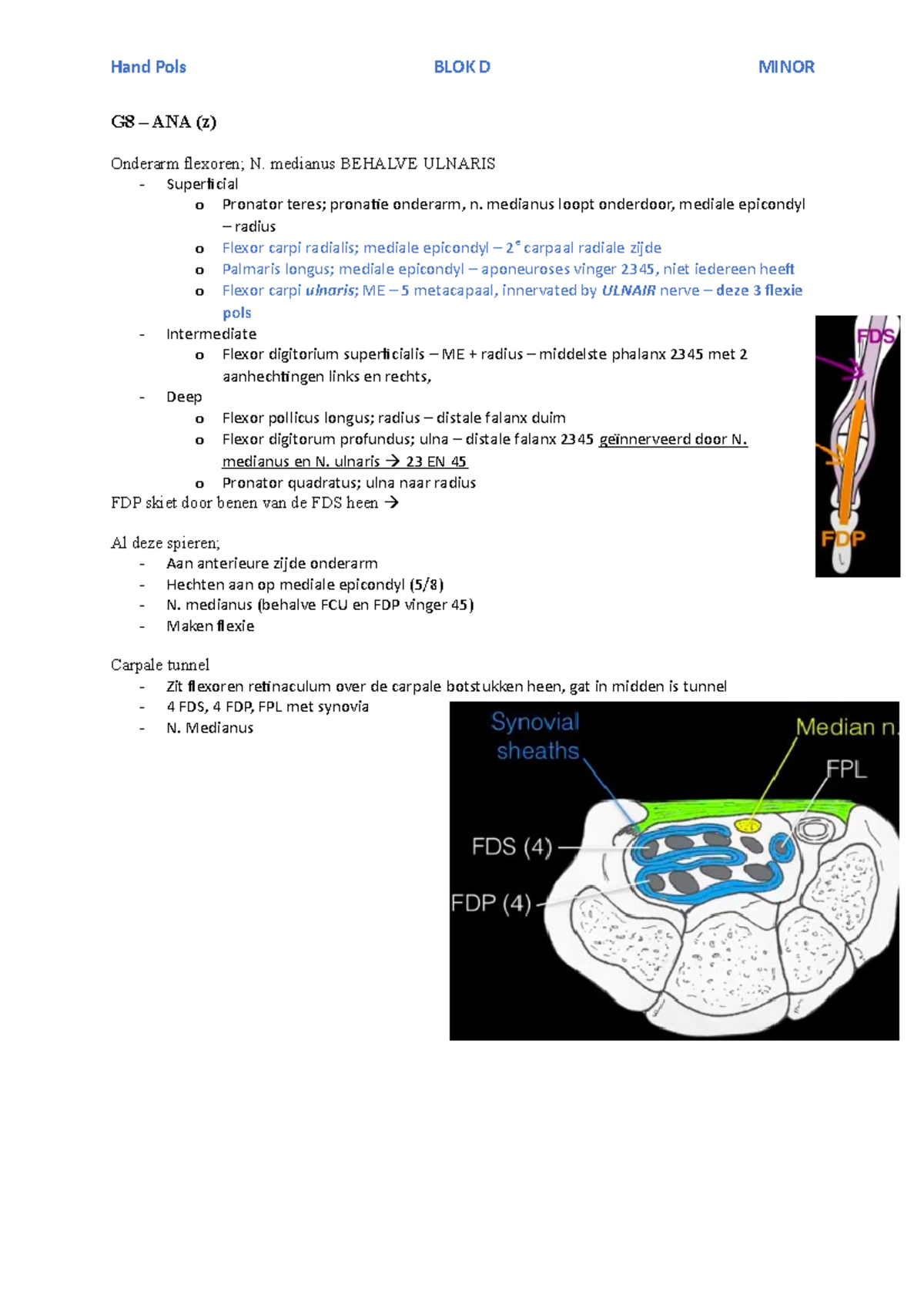 Hand pols - Minor BE - G8 – ANA (z) Onderarm flexoren; N. medianus ...
