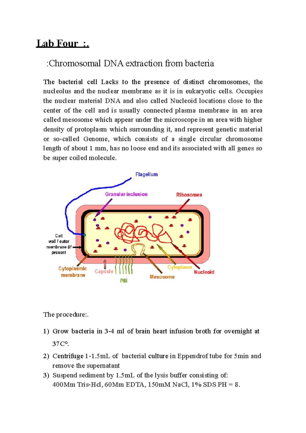 Chromosomal DNA extraction from bacteria - Lab Four :. : Chromosomal ...