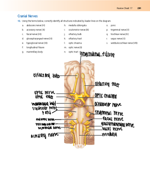 Week 4 Lab Work -pages-4 - 290 Review Sheet 17 Cerebrospinal Fluid 10. Label the structures ...