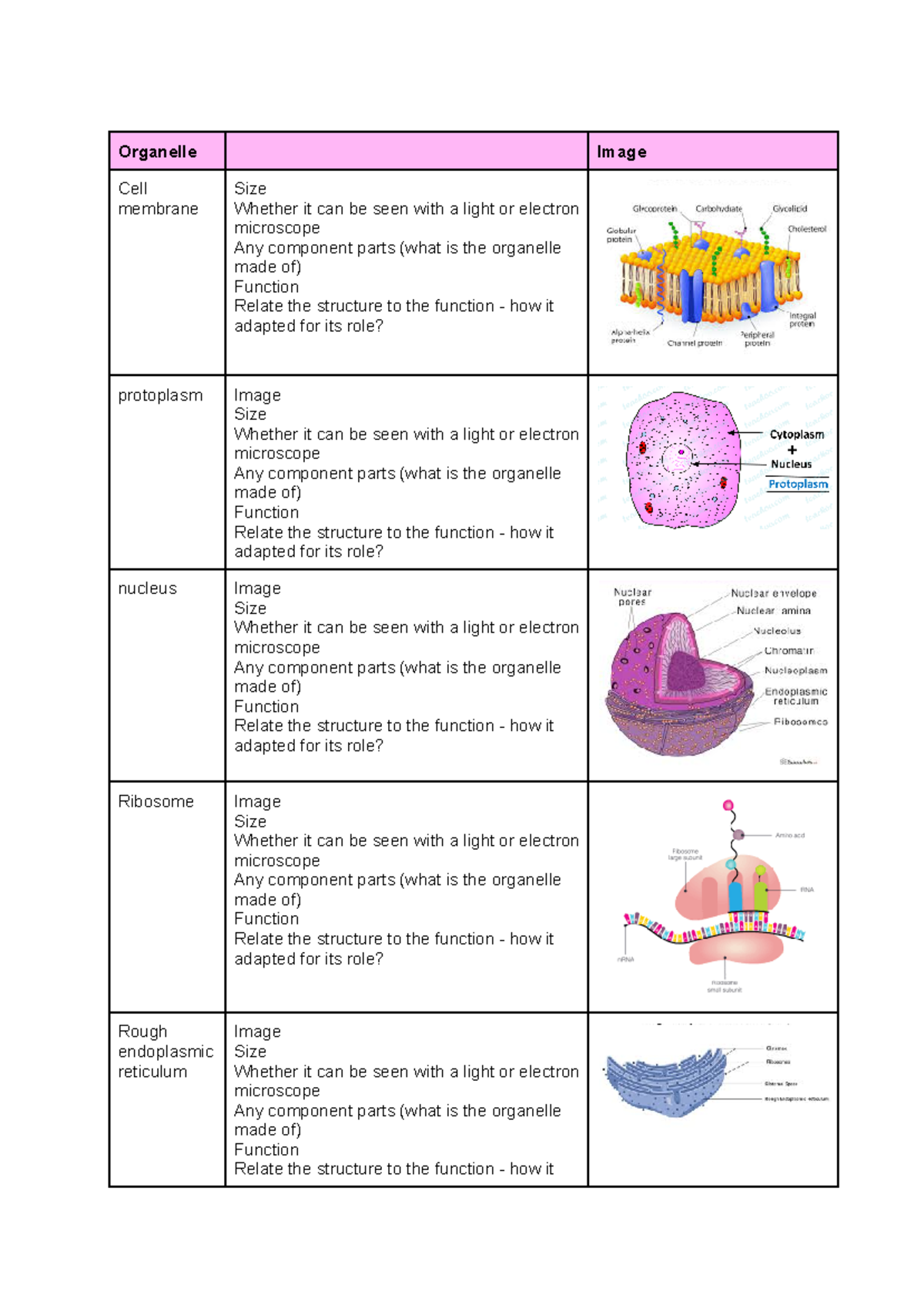 Cell Organelles - Organelle Image Cell membrane Size Whether it can be ...