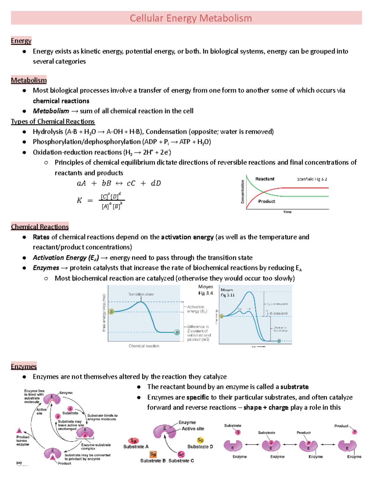 2. Cellular Energy Metabolism - ............................. Energy ...