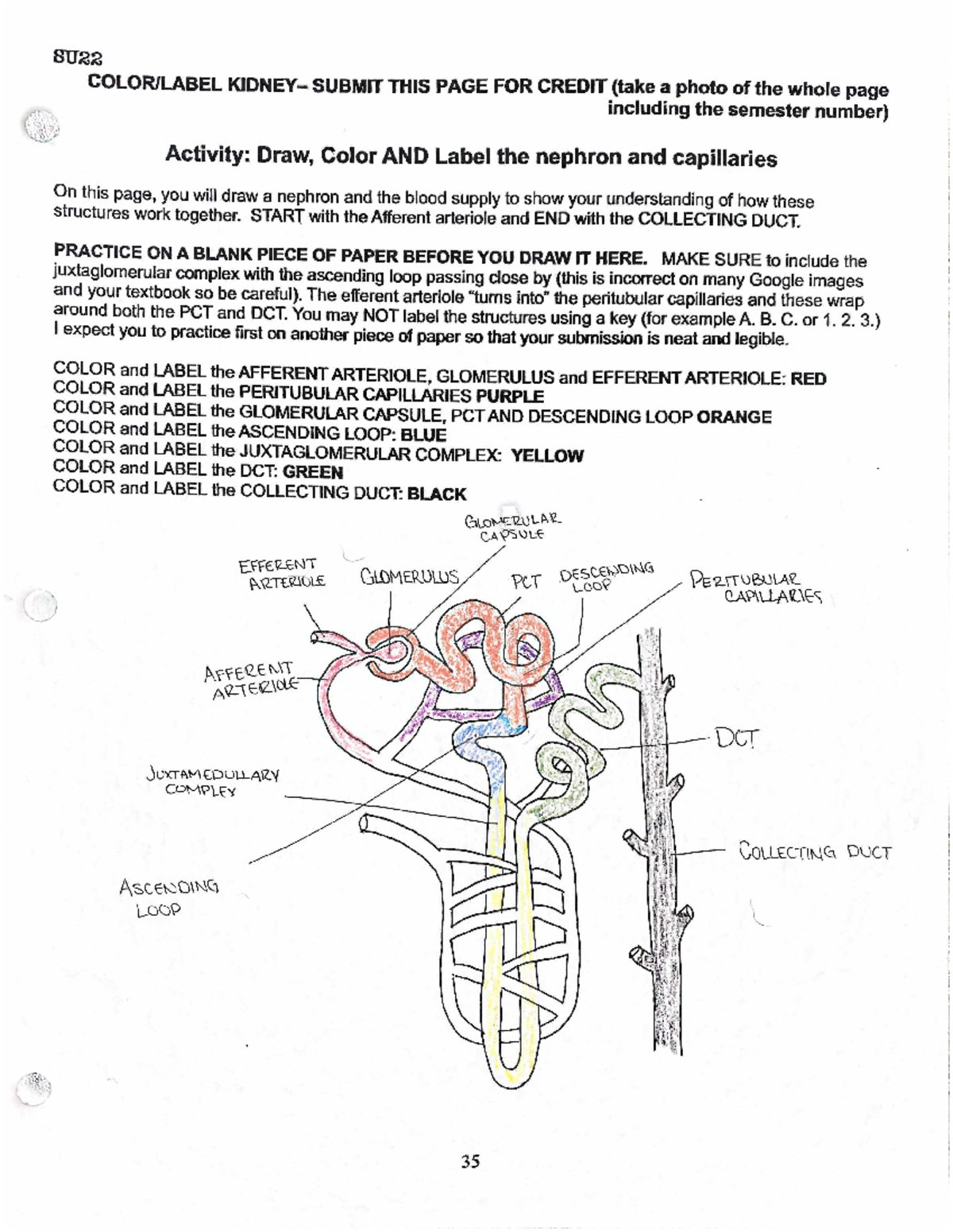 BIO132-I50-Taylor Sinclair-nephron - Jun 30 2022 - 12-19 PM - SU22 THIS PAGE FOR CREDIT (take a ...