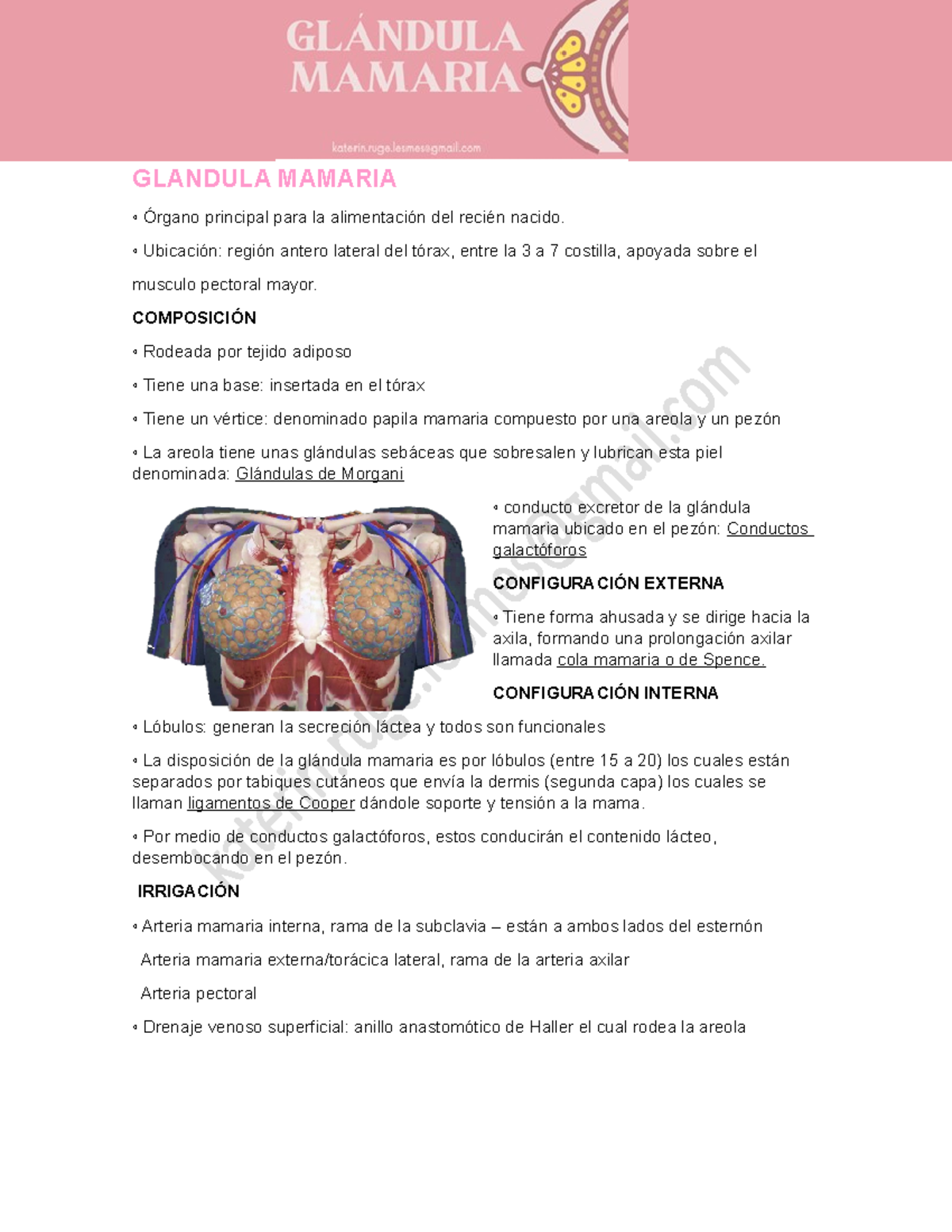 Glandula Mamaria - GLANDULA MAMARIA Órgano principal para la ...