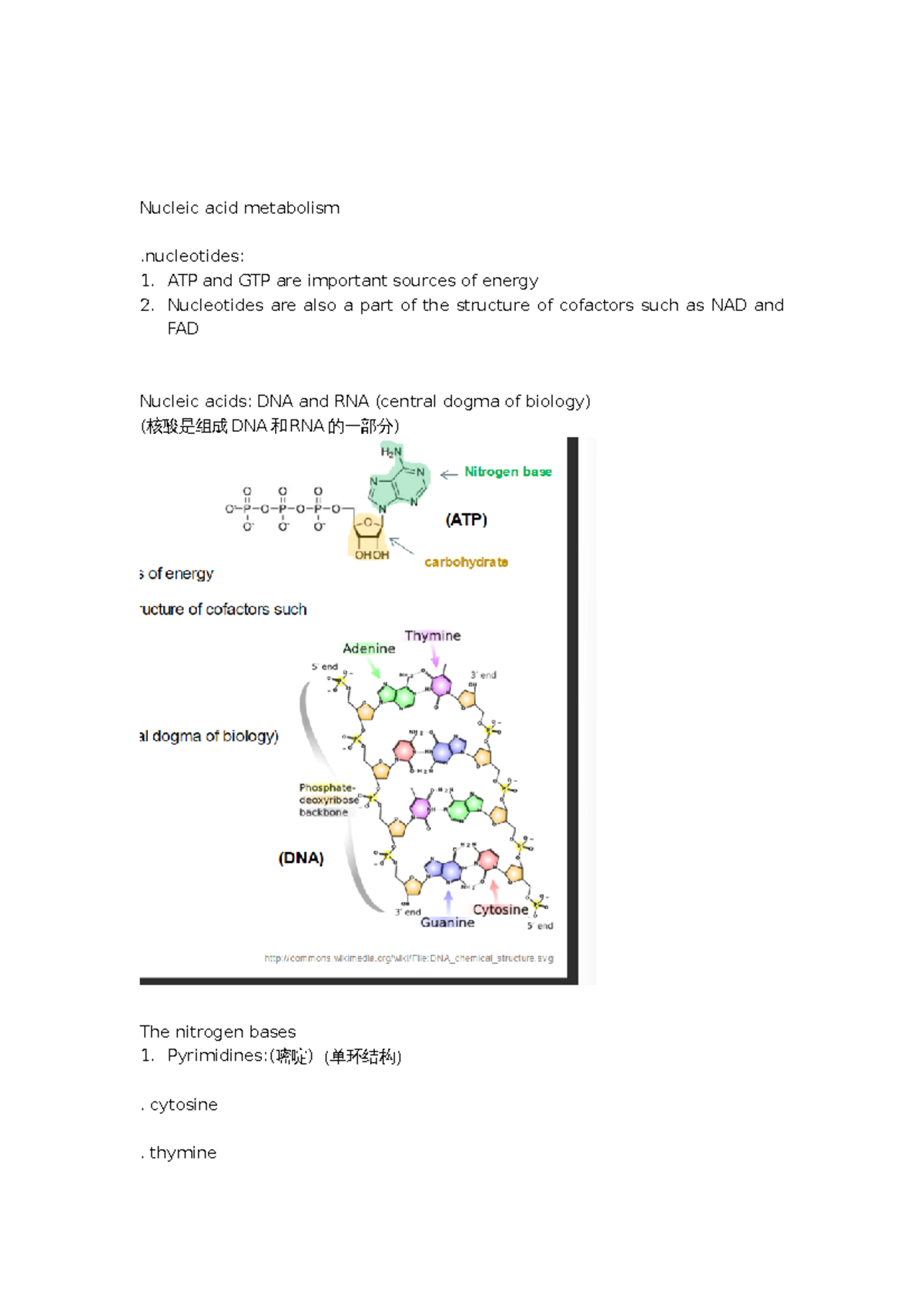 Med03 - notes - Nucleic acid metabolism .nucleotides: ATP and GTP are ...