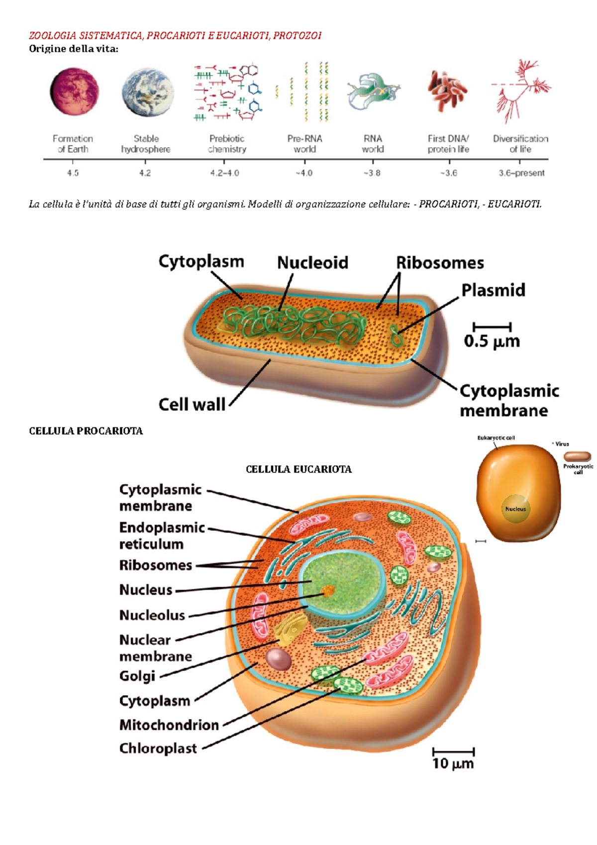 Lezione 6 pt1 zoo sistematica, eucarioti procarioti protozoi - ZOOLOGIA SISTEMATICA, PROCARIOTI ...