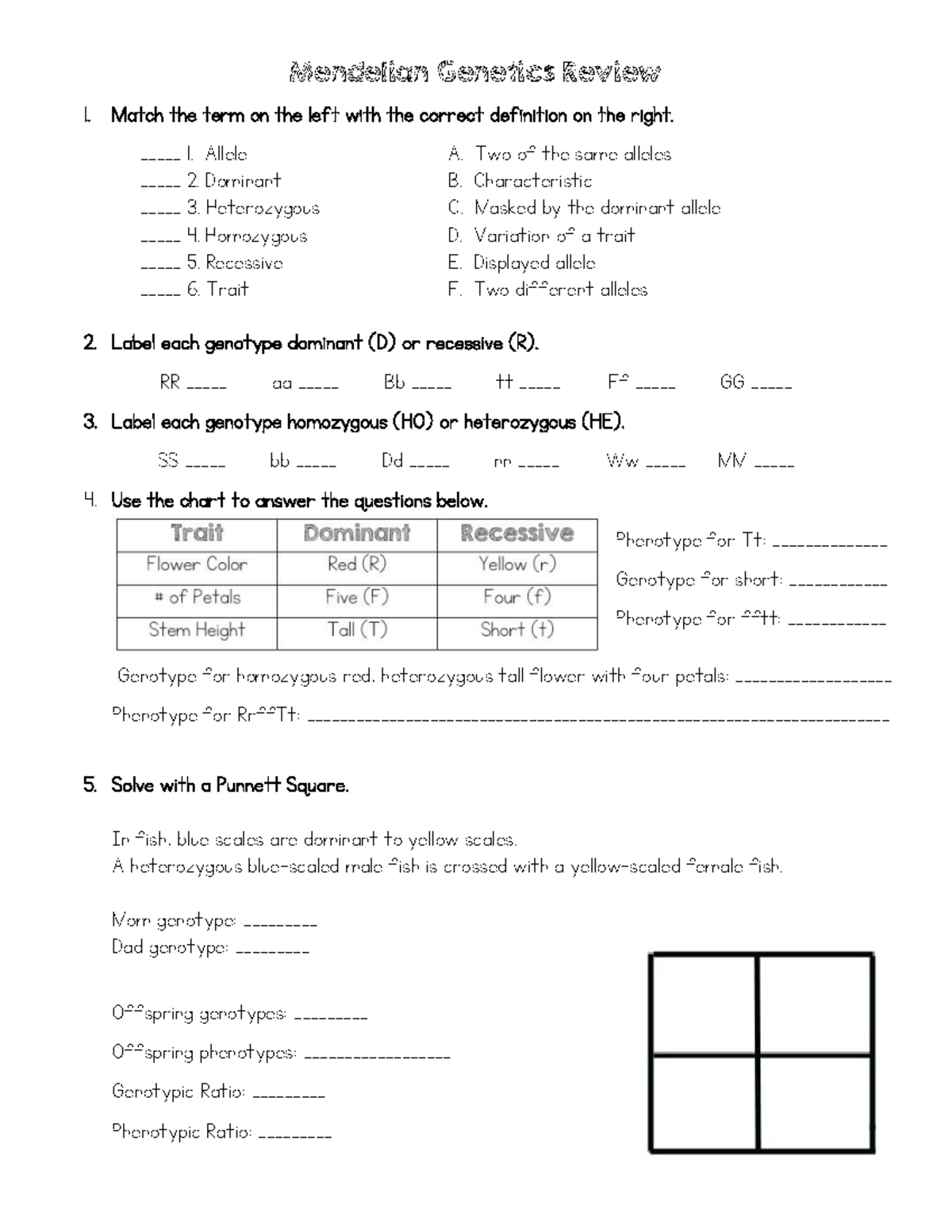 Mendelian Genetics Review - Mendelian Genetics Review Match the term on ...