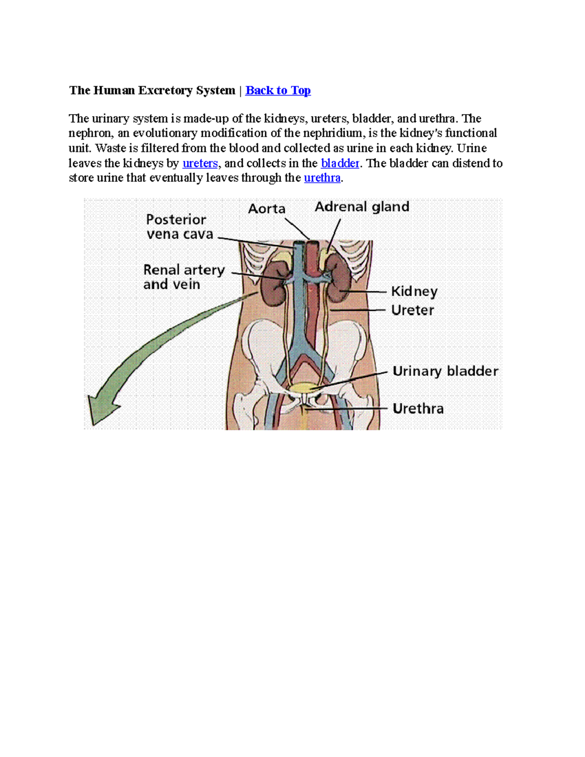 The Human Excretory System - The nephron, an evolutionary modification ...