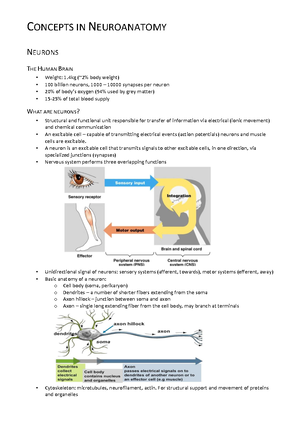 Anatomy of the Nervous System - Neuromodulation 95 © 20082009 ...