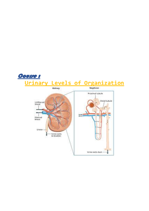 Urinary Homeostasis - This course is designed to give students a ...