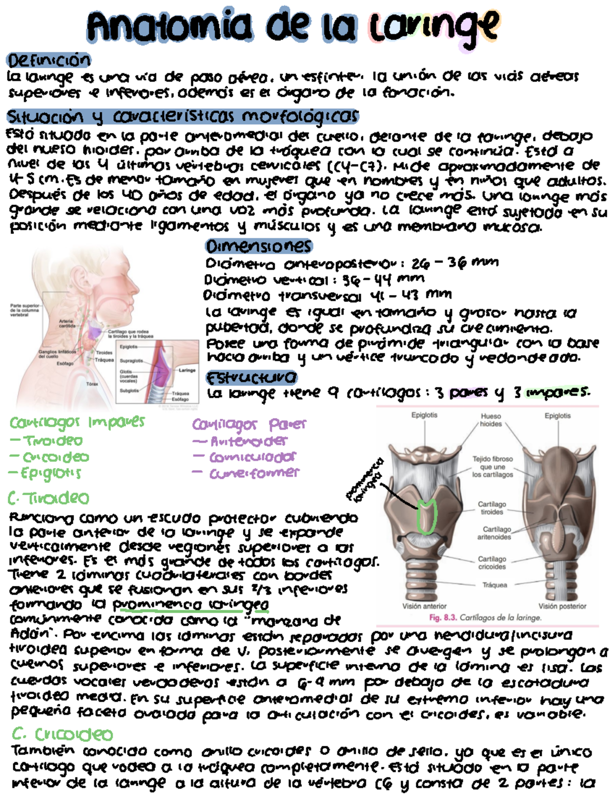 Anatomía de la laringe - ####### Anatomia de la Laringe Definición La ...