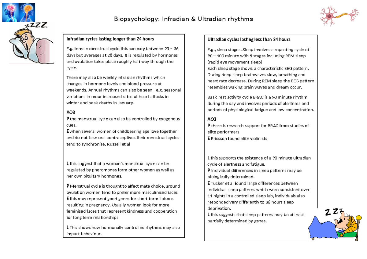 10%20infradian%20ultradian - Biopsychology: Infradian & Ultradian ...