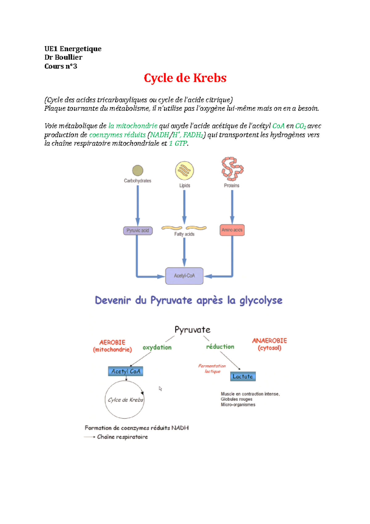 3. Le cycle de Krebs - UE1 Energetique Dr Boullier Cours n° Cycle de ...